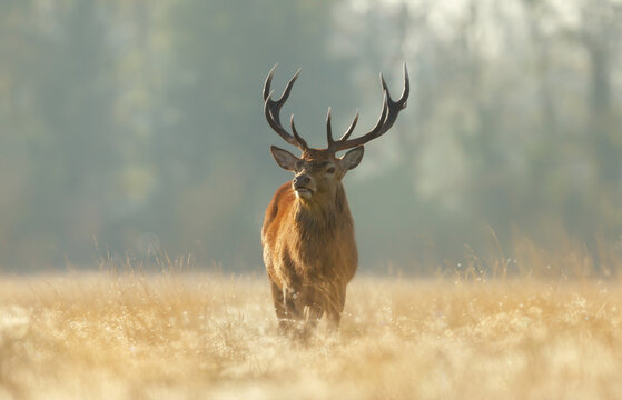 Cervidae Images – Browse 1,003,961 Stock Photos, Vectors, and Video ...