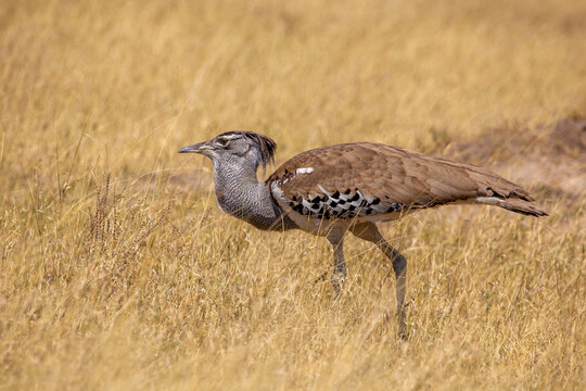 รูปภาพTrappe – เลือกดูภาพถ่ายสต็อก เวกเตอร์ และวิดีโอ894 | Adobe Stock
