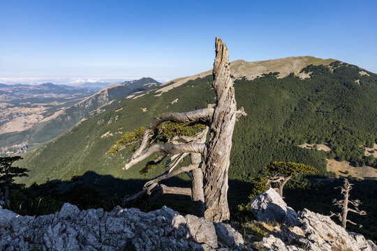 Loricate Images – Browse 44 Stock Photos, Vectors, and Video | Adobe Stock