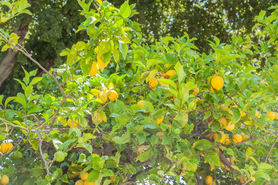 「Lemmon」の画像 - 4,164 件の Stock 写真、ベクターおよびビデオ | Adobe Stock