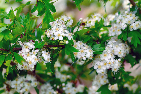 "Hawthorn Bush" Images – Browse 101 Stock Photos, Vectors, and Video ...