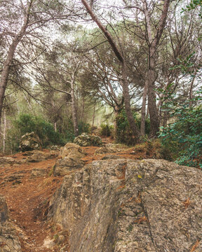 "Colla Bilder – Durchsuchen 1,215 Archivfotos, Vektorgrafiken und ...