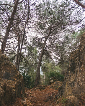 "Colla Bilder – Durchsuchen 1,215 Archivfotos, Vektorgrafiken und ...