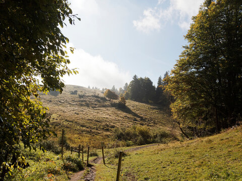 「Ibach」の写真素材 | 465件の無料イラスト画像 | Adobe Stock