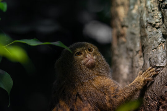 รูปภาพCebuella – เลือกดูภาพถ่ายสต็อก เวกเตอร์ และวิดีโอ334 | Adobe Stock