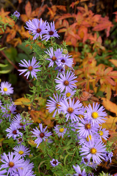 「Ipecac」の画像 - 44 件の Stock 写真、ベクターおよびビデオ | Adobe Stock