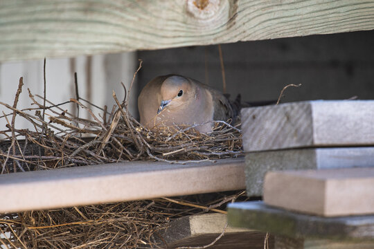 Taubenbabys Bilder – Durchsuchen 10,329 Archivfotos, Vektorgrafiken und ...