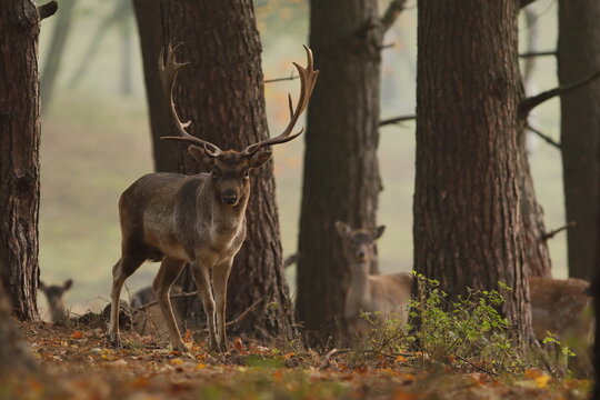 Daniel Bilder – Durchsuchen 4,741 Archivfotos, Vektorgrafiken und ...