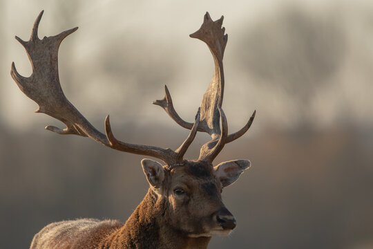 Daniel Bilder – Durchsuchen 4,741 Archivfotos, Vektorgrafiken und ...