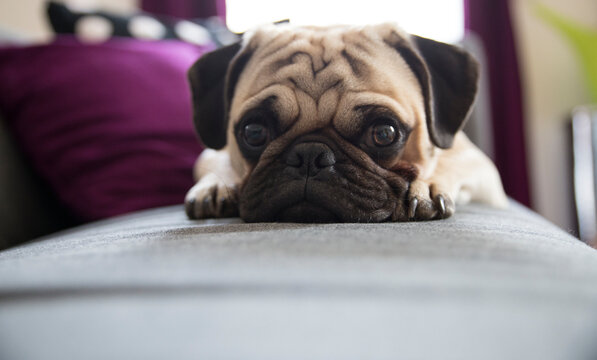 Knuffig Bilder – Durchsuchen 1,812 Archivfotos, Vektorgrafiken und ...