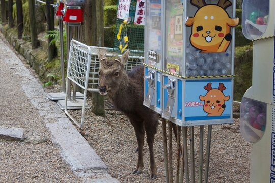 Pfettenkopf Bilder – Durchsuchen 912 Archivfotos, Vektorgrafiken und ...