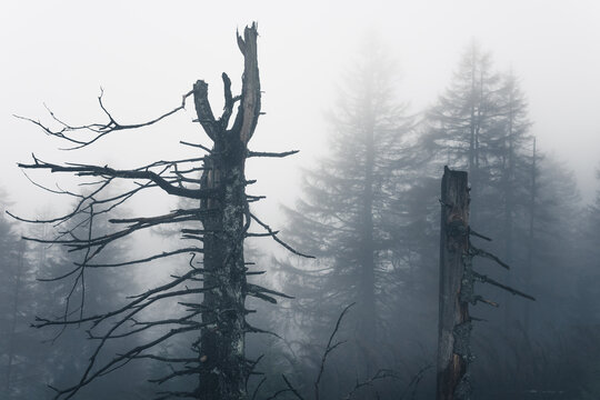 12,449 件の最適な Nebelig 画像、ストック写真、ベクター | Adobe Stock