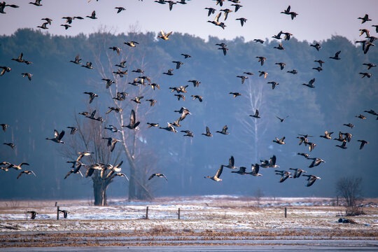 "Lots Of Birds"-Bilder: Stock-Fotos & -Videos. | Adobe Stock