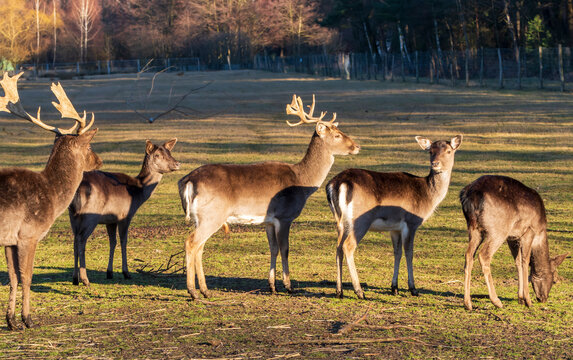 Damhirsche bilder – Bläddra bland 388 stockfoton, vektorer och videor ...