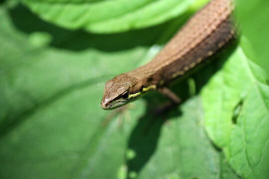 รูปภาพLacertid – เลือกดูภาพถ่ายสต็อก เวกเตอร์ และวิดีโอ31,879 | Adobe Stock
