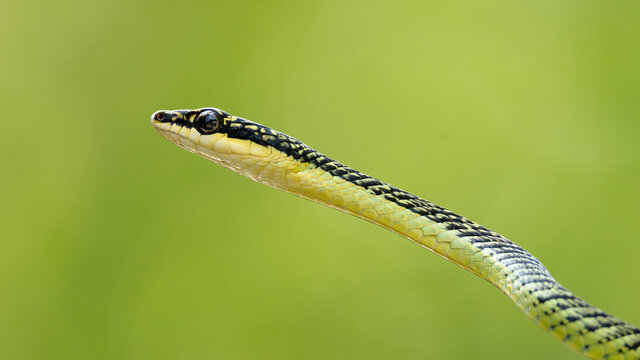 Gliding Snake