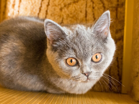 Fluey Bilder – Durchsuchen 667 Archivfotos, Vektorgrafiken und Videos ...