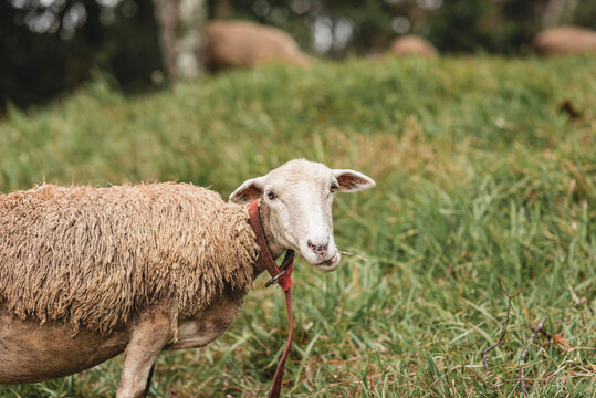 รูปภาพOveja – เลือกดูภาพถ่ายสต็อก เวกเตอร์ และวิดีโอ4,085 | Adobe Stock