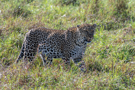 Leopardess Bilder – Durchsuchen 789 Archivfotos, Vektorgrafiken und ...