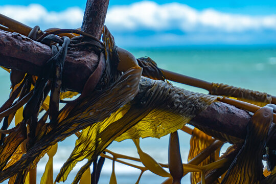 Huiro Bilder – Durchsuchen 26 Archivfotos, Vektorgrafiken und Videos ...