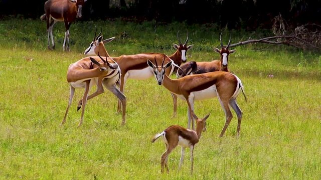 Blesbuck Images – Browse 1,007 Stock Photos, Vectors, and Video | Adobe ...