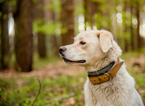 Lederzecke Bilder – Durchsuchen 950 Archivfotos, Vektorgrafiken und ...