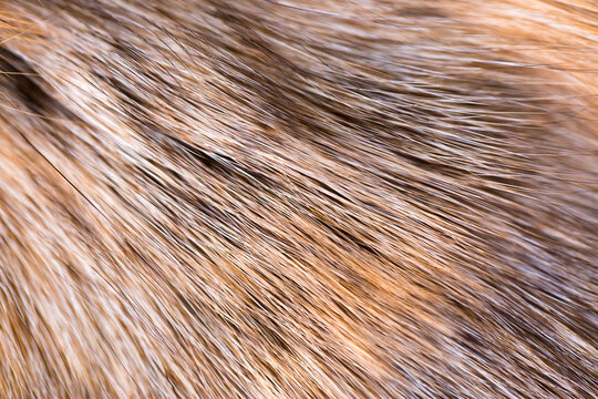 "Faux Fur" Bilder – Durchsuchen 14,252 Archivfotos, Vektorgrafiken und ...