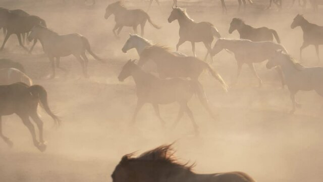 Galloping Images – Browse 115,391 Stock Photos, Vectors, and Video ...
