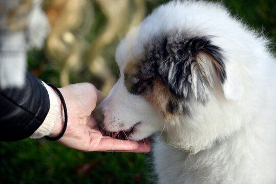 「Mini-Colley」の写真素材 | 26件の無料イラスト画像 | Adobe Stock