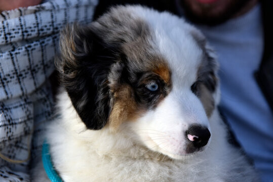 「Mini-Colley」の写真素材 | 26件の無料イラスト画像 | Adobe Stock