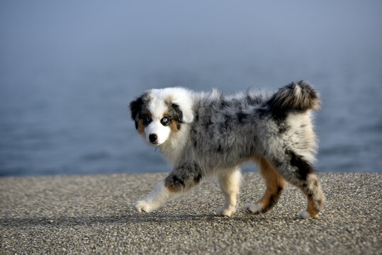 「Mini-Colley」の写真素材 | 26件の無料イラスト画像 | Adobe Stock