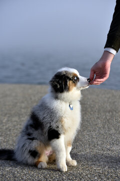 「Mini-Colley」の写真素材 | 26件の無料イラスト画像 | Adobe Stock