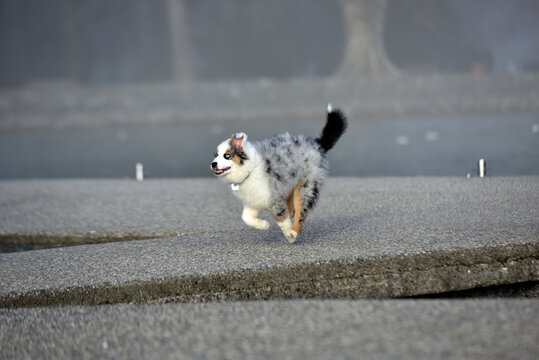 「Mini-Colley」の写真素材 | 26件の無料イラスト画像 | Adobe Stock