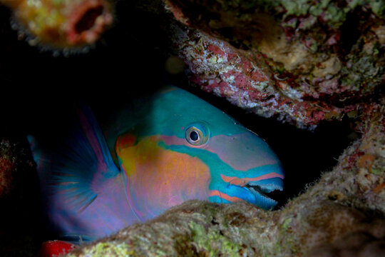 Pollyfish Billeder – Gennemse 12,136 stockfotos, vektorer og videoer ...