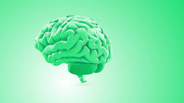 Brain Animation 3d