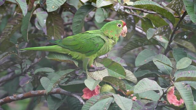 Imágenes de Guaba: descubre bancos de fotos, ilustraciones, vectores y ...