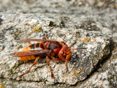 Tracheata Bilder – Durchsuchen 363 Archivfotos, Vektorgrafiken und ...