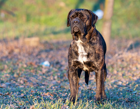รูปภาพMolosso – เลือกดูภาพถ่ายสต็อก เวกเตอร์ และวิดีโอ354 | Adobe Stock