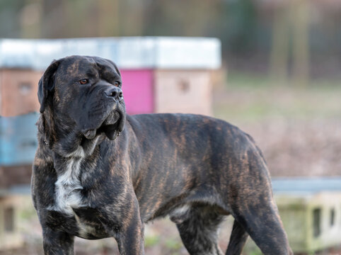 Molosso Bilder – Durchsuchen 354 Archivfotos, Vektorgrafiken und Videos ...