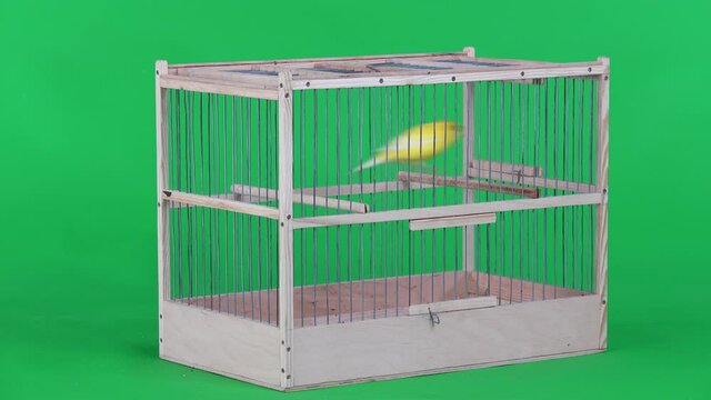Canary Cage Images – Browse 3,542 Stock Photos, Vectors, and Video ...