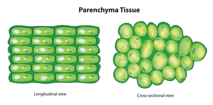 Parenchyma Tissue