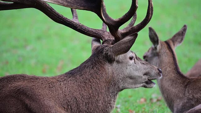 "Red Deer" Images – Browse 80,374 Stock Photos, Vectors, and Video ...