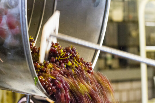 รูปภาพ"Winzer – เลือกดูภาพถ่ายสต็อก เวกเตอร์ และวิดีโอ18,311 | Adobe Stock