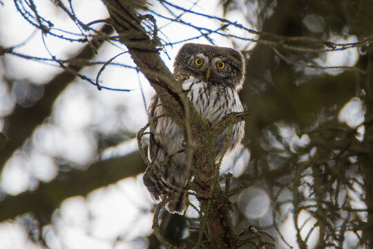 รูปภาพPygmy-Owl – เลือกดูภาพถ่ายสต็อก เวกเตอร์ และวิดีโอ826 | Adobe Stock