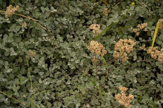 Imphepho Images – Browse 57 Stock Photos, Vectors, and Video | Adobe Stock