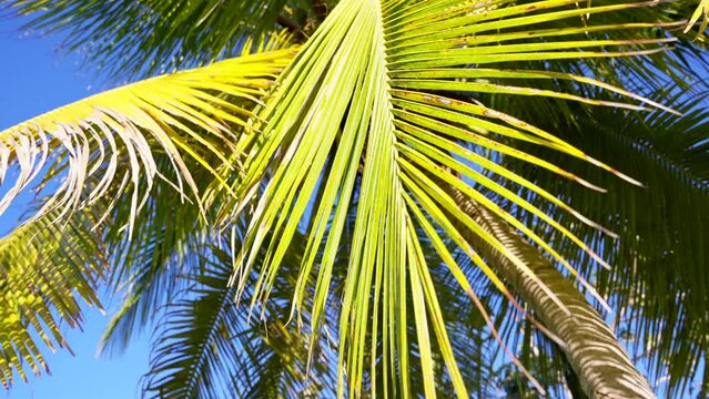 "Palm Leave" Images – Browse 3,208 Stock Photos, Vectors, and Video ...