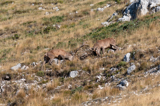 Combattimento Images – Browse 1,784 Stock Photos, Vectors, and Video ...