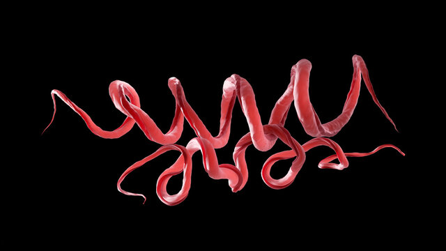 Syphilis Bacteria Shape