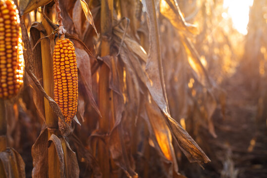 Corne Images – Browse 1,283,073 Stock Photos, Vectors, and Video ...