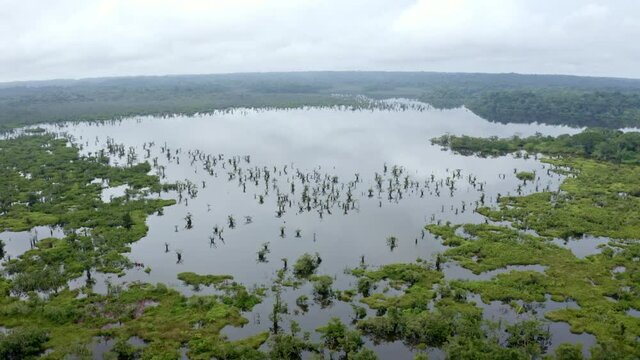Macrolobium Images – Browse 65 Stock Photos, Vectors, and Video | Adobe ...